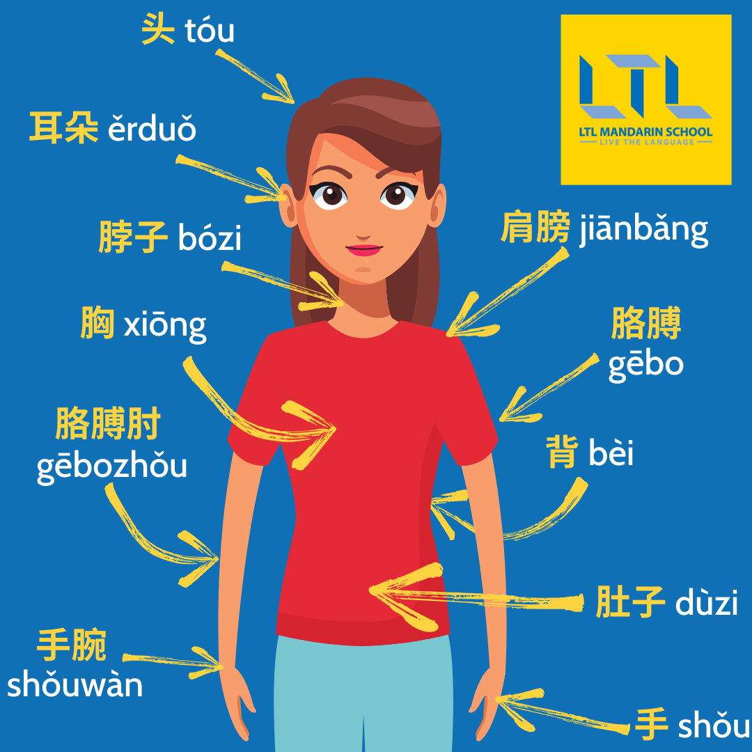 72 Body Parts🦵🏼in Chinese From Head To Toe Guide And Quiz