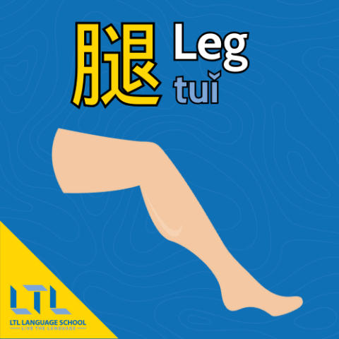 72 Body Parts🦵🏼in Chinese From Head to Toe - Guide & QUIZ