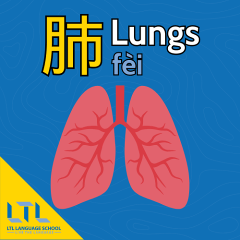 72 Body Parts🦵🏼in Chinese From Head to Toe - Guide & QUIZ